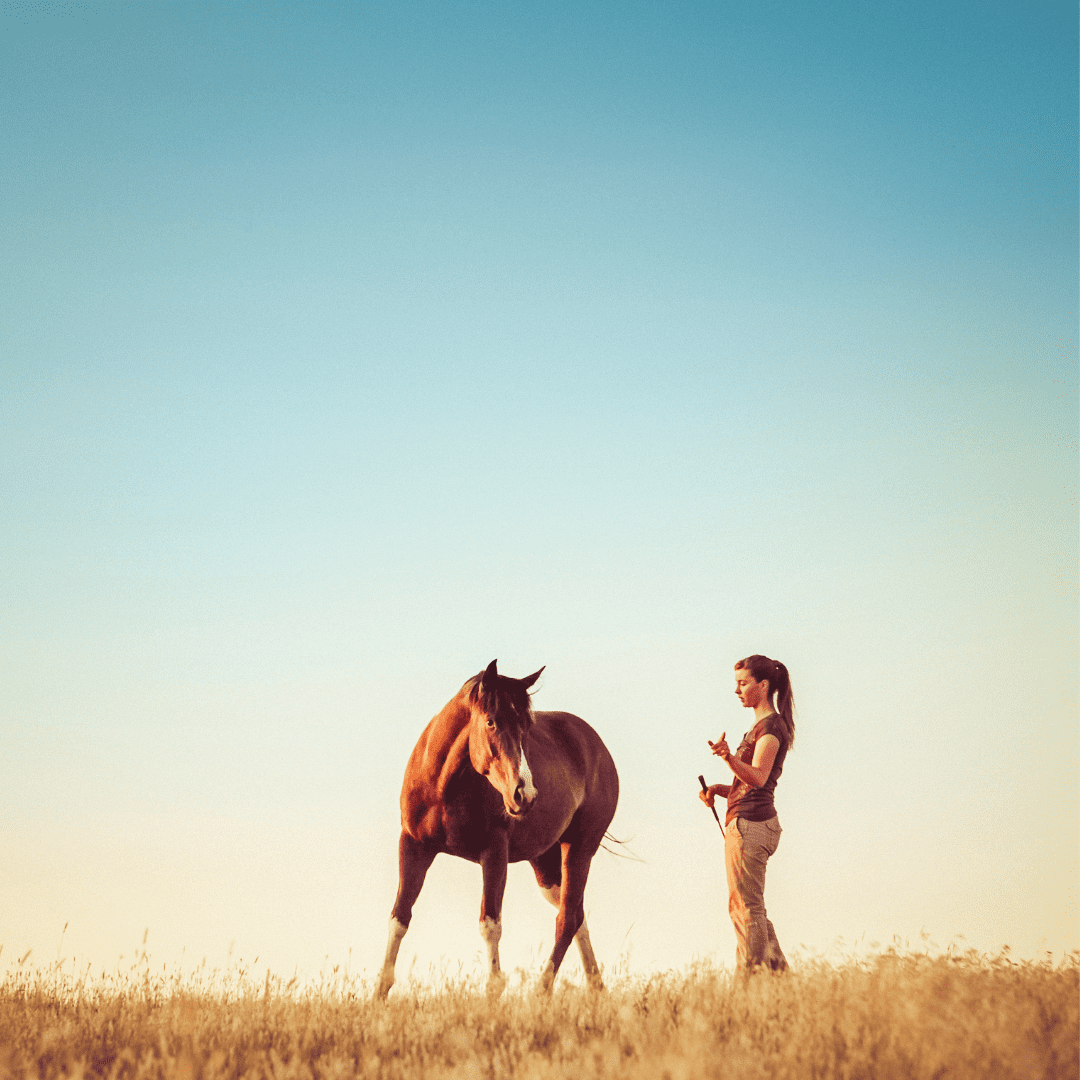 Beginning Liberty work with Your Horse - The Rider Guider App