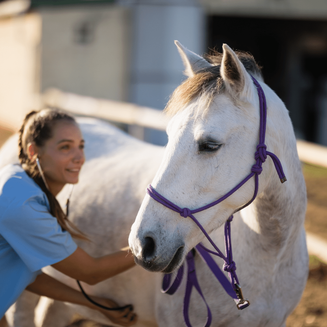 Botulism in Horses - The Rider Guider App