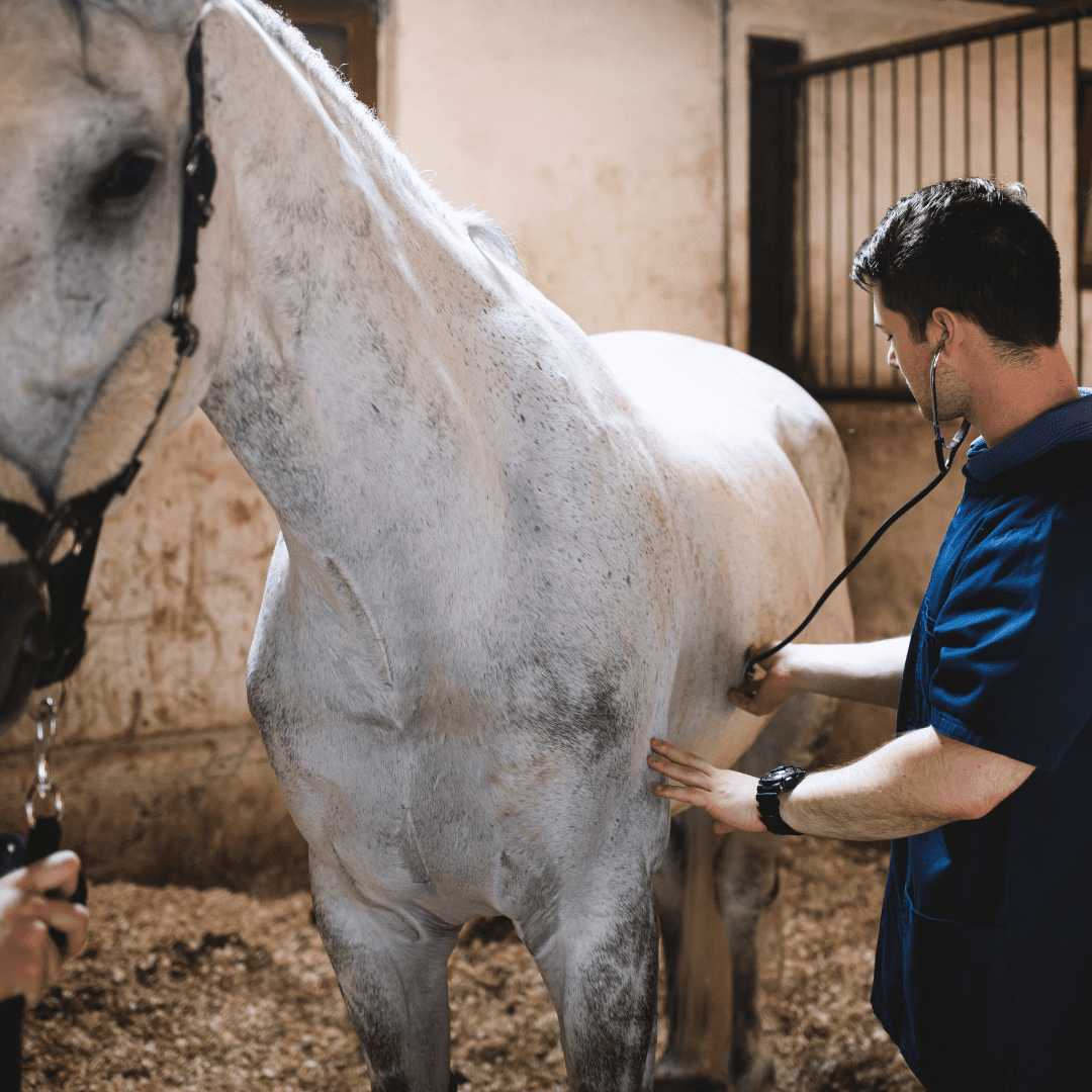 Botulism in Horses
